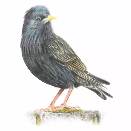 Starling Bird Art by Andy Ashdown | Drawing From Nature