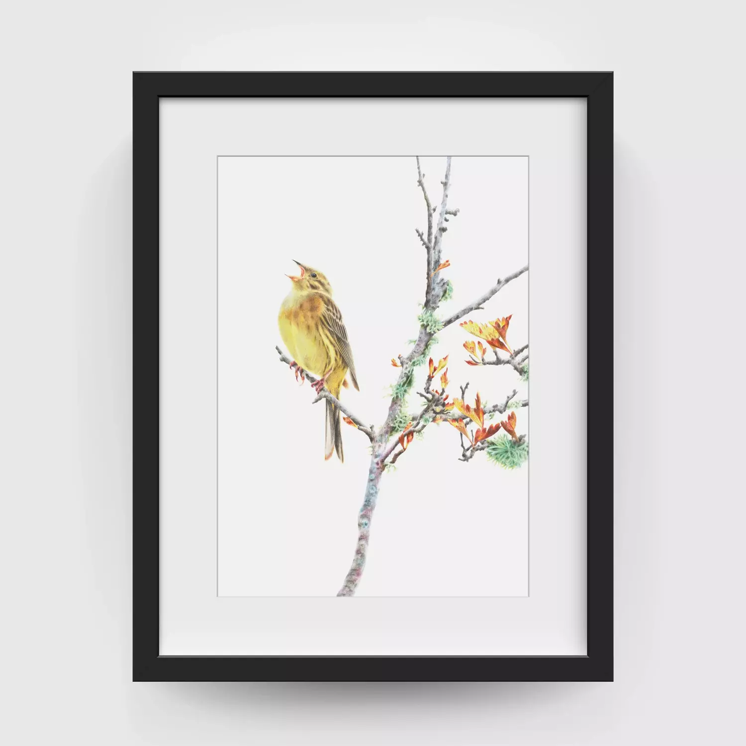 Yellowhammer Bird Art by Andy Ashdown | Drawing From Nature
