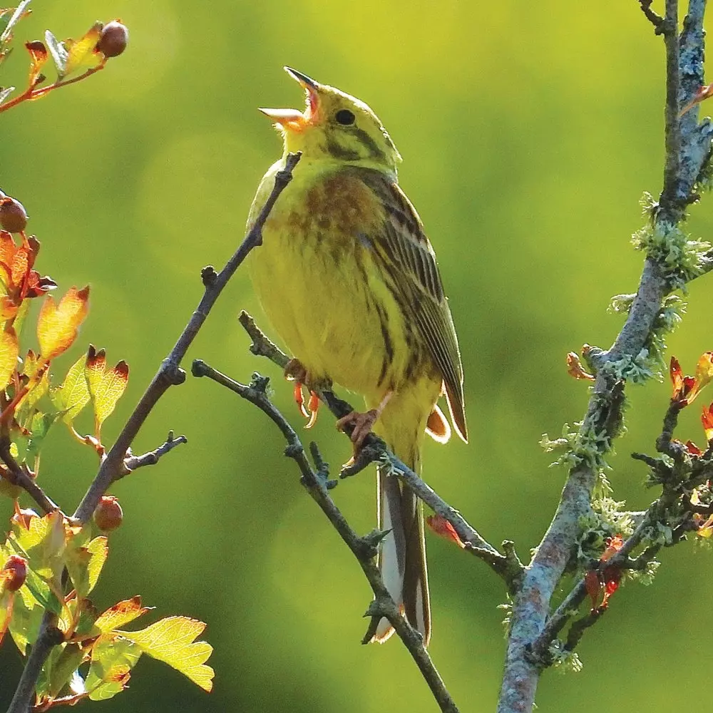 Yellowhammer Bird Art by Andy Ashdown | Drawing From Nature™