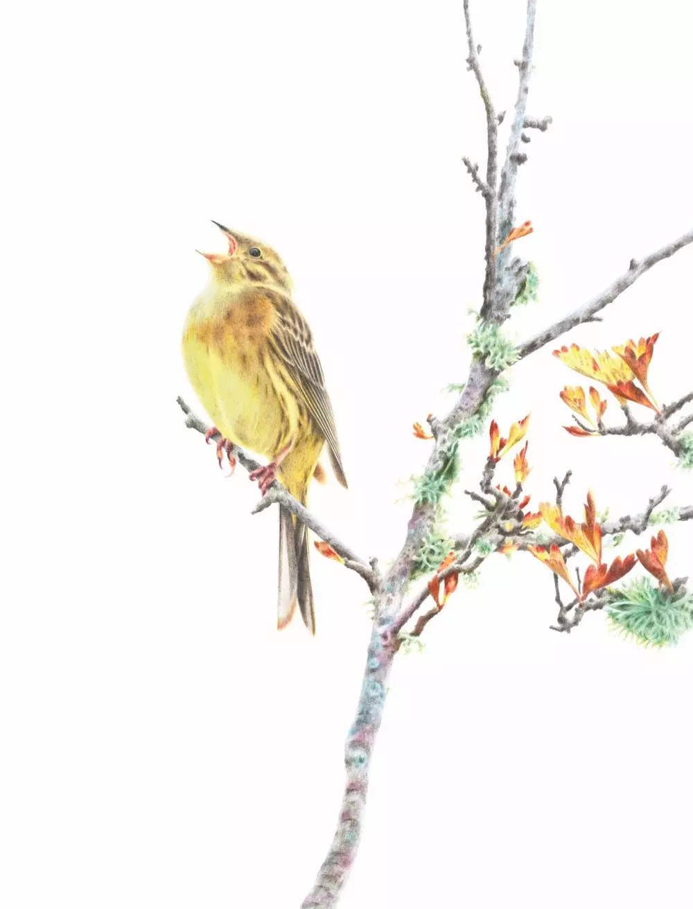 Yellowhammer Bird Art by Andy Ashdown | Drawing From Nature